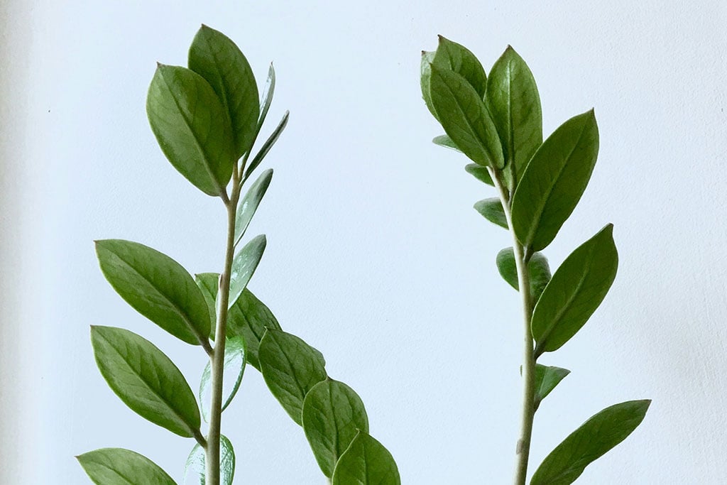 Ethereum L2 Metis Launches Sequencer Mining